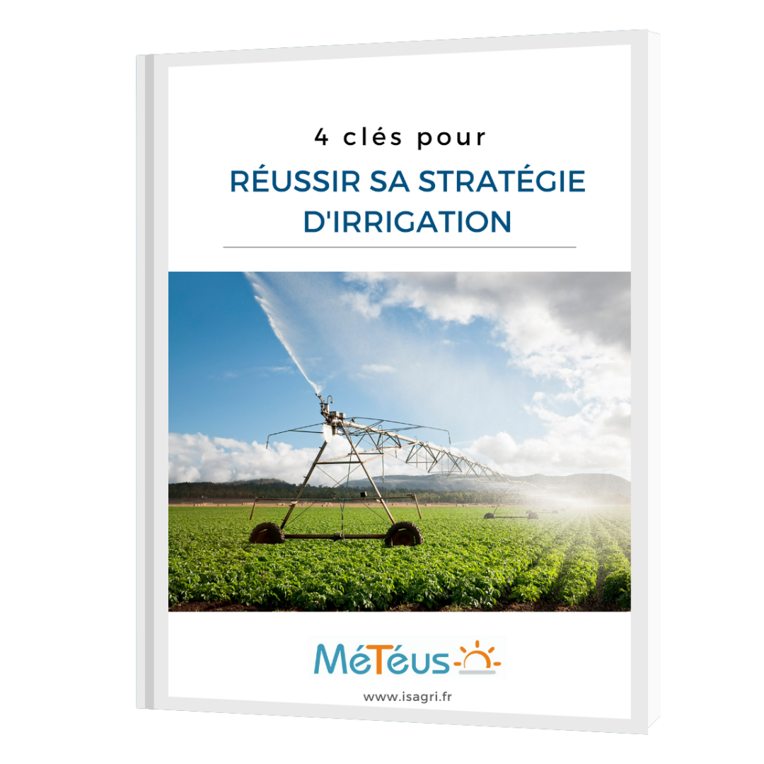 Irrigation des pommes de terre : comment bien la piloter